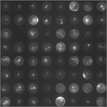 Electron Microscopy Grids & Cell Culture Products | SiMPore